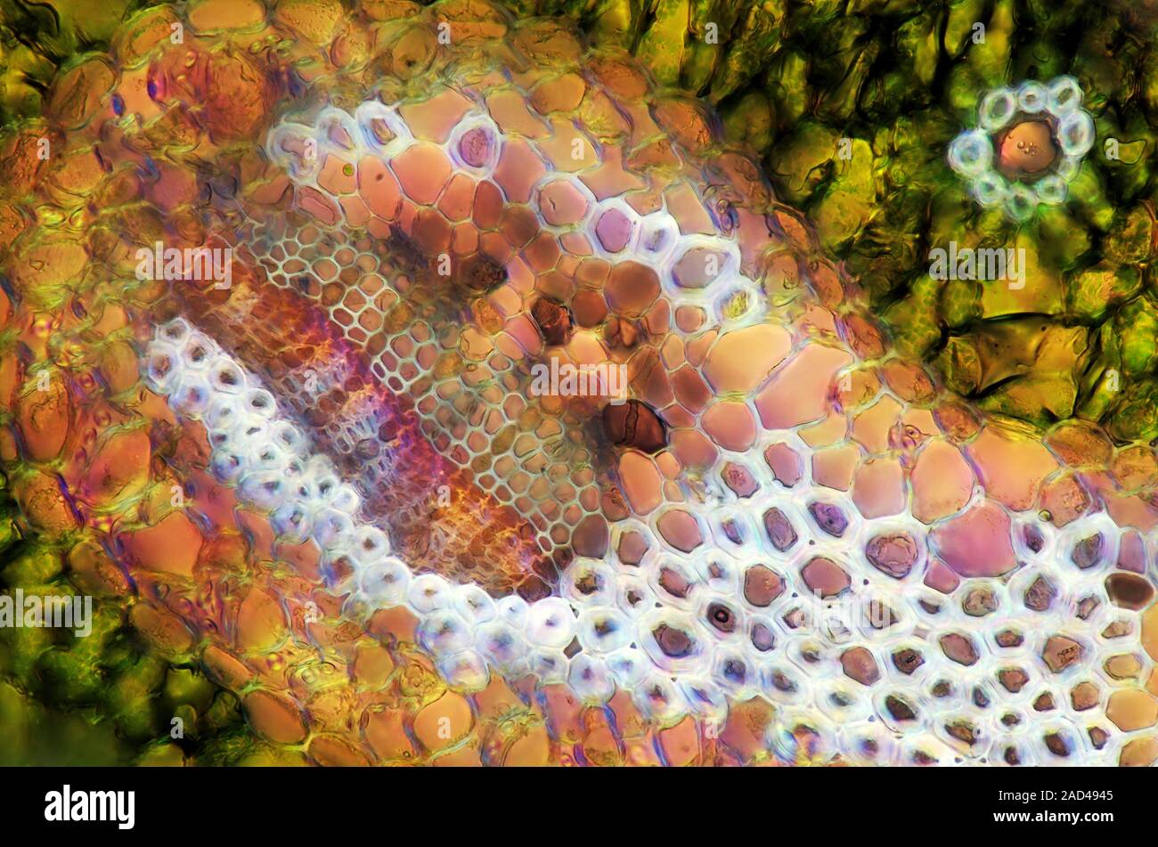 Pine needle. Polarised light micrograph of a transverse section through ...