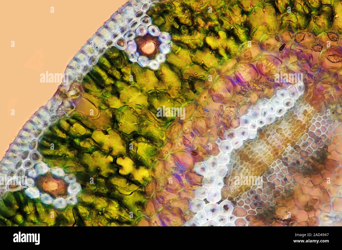 Pine needle. Polarised light micrograph of a transverse section through ...