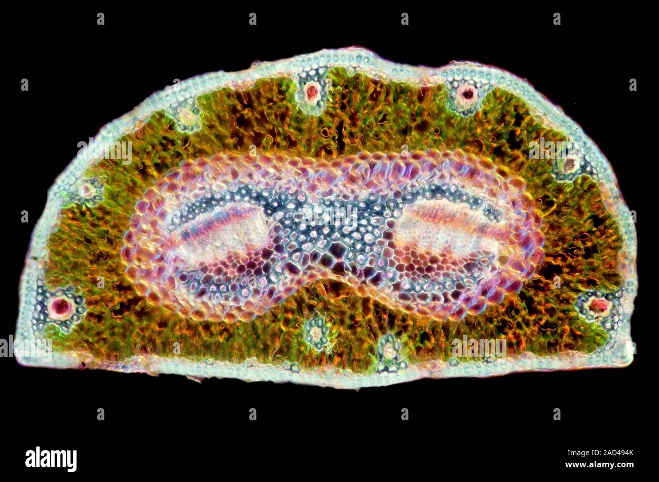 Pine needle. Darkfield illuminated polarised light micrograph of a ...