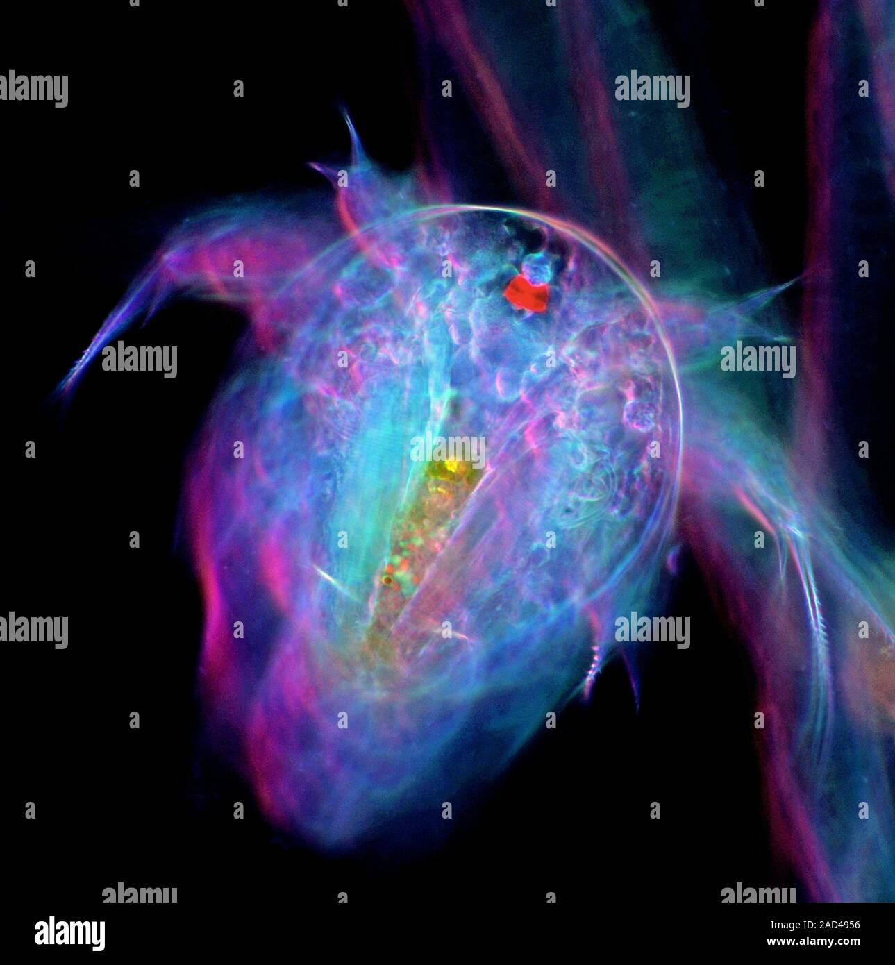 Copepod larva. Darkfield illuminated polarised light micrograph of a ...