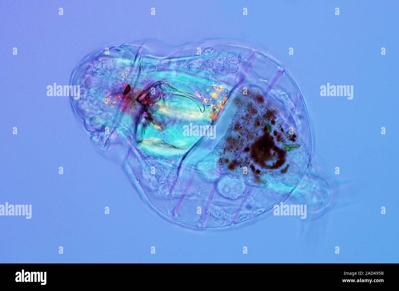 Rotifer, polarised light micrograph. Rotifers (phylum Rotifera) are ...