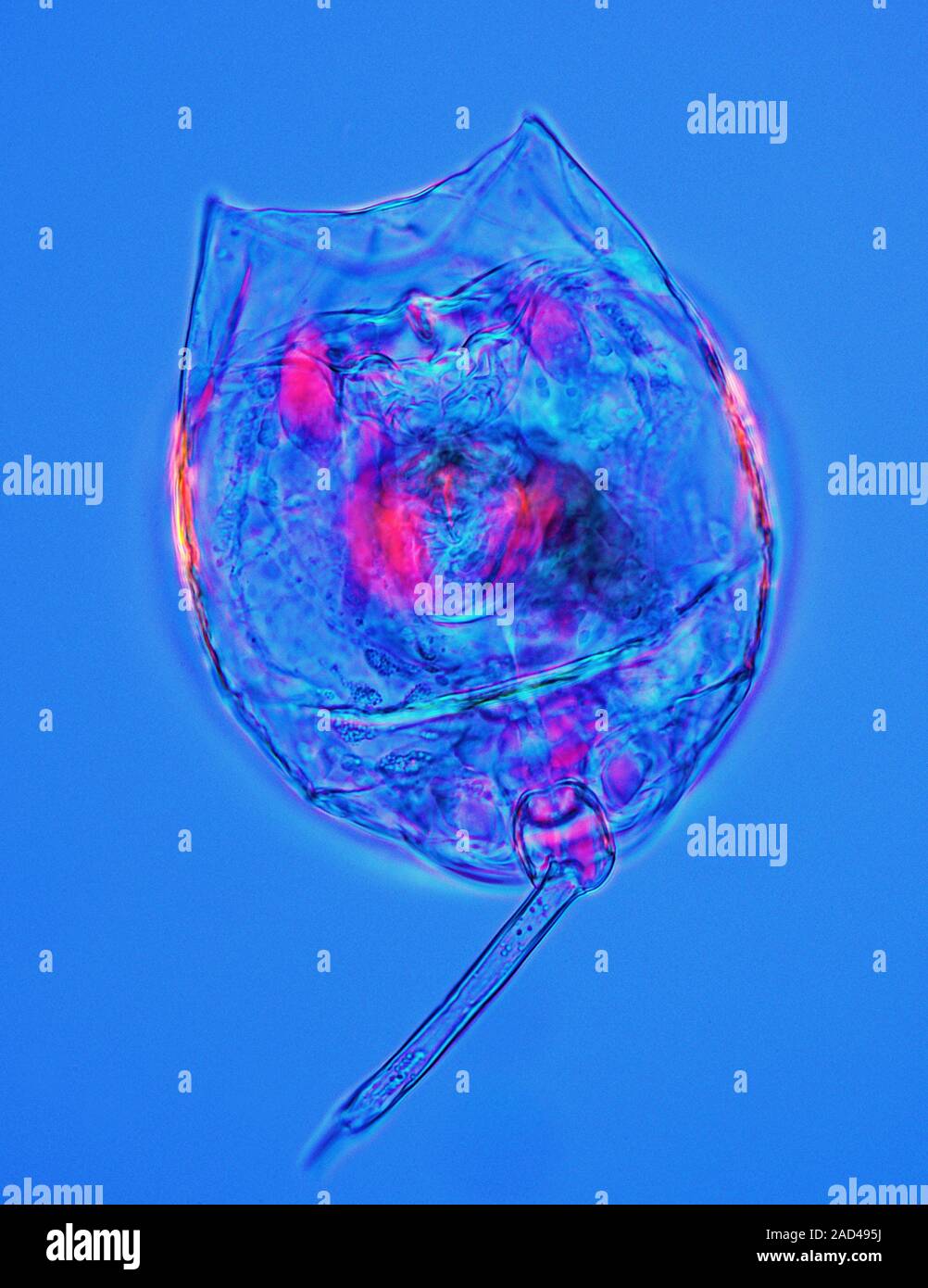 Rotifer, polarised light micrograph. Rotifers (phylum Rotifera) are ...