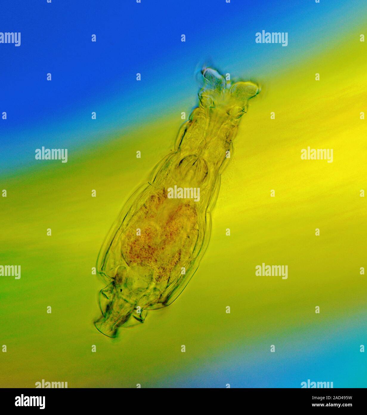 Rotifer, darkfield illuminated polarised light micrograph. Rotifers ...