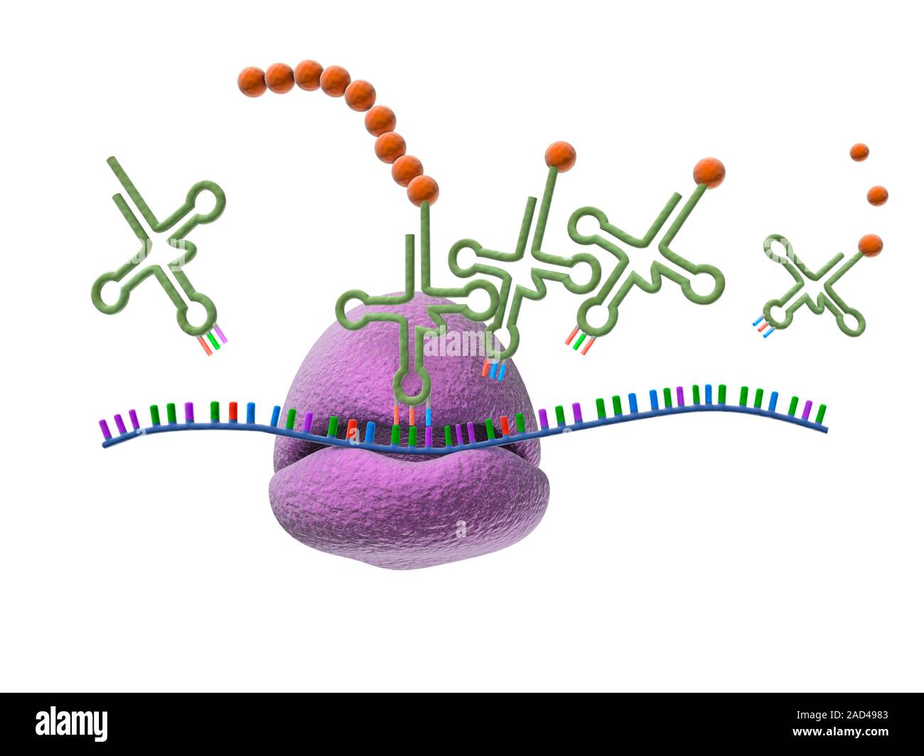 Ribosome and protein synthesis. Diagram showing protein synthesis in ...