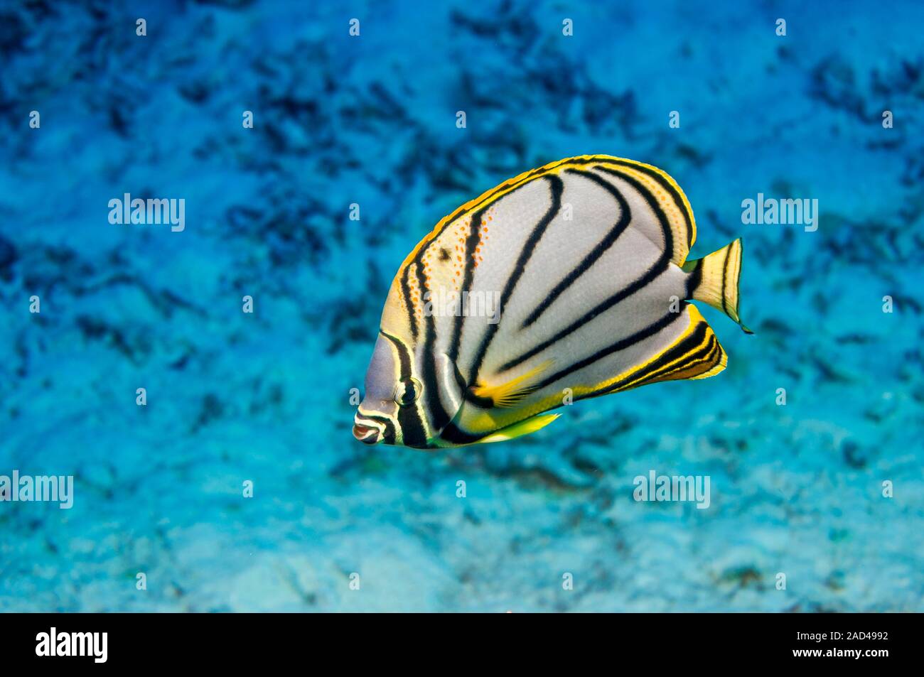 Meyer's butterflyfish (Chaetodon meyeri), also known as the scrawled ...