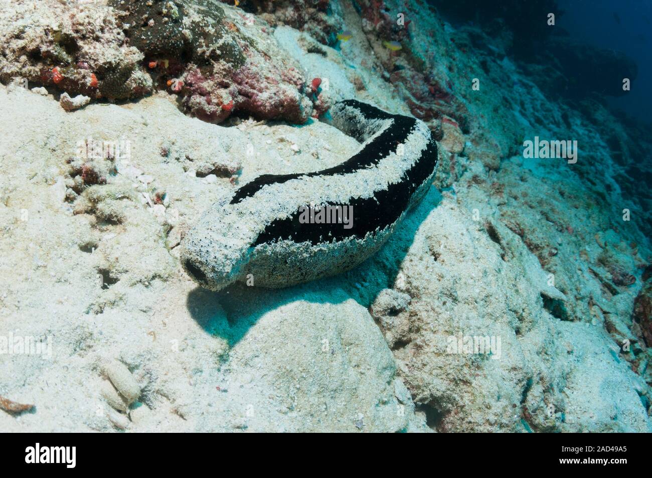 Black sea cucumber (Holothuria atra) on a sandy reef slope ...