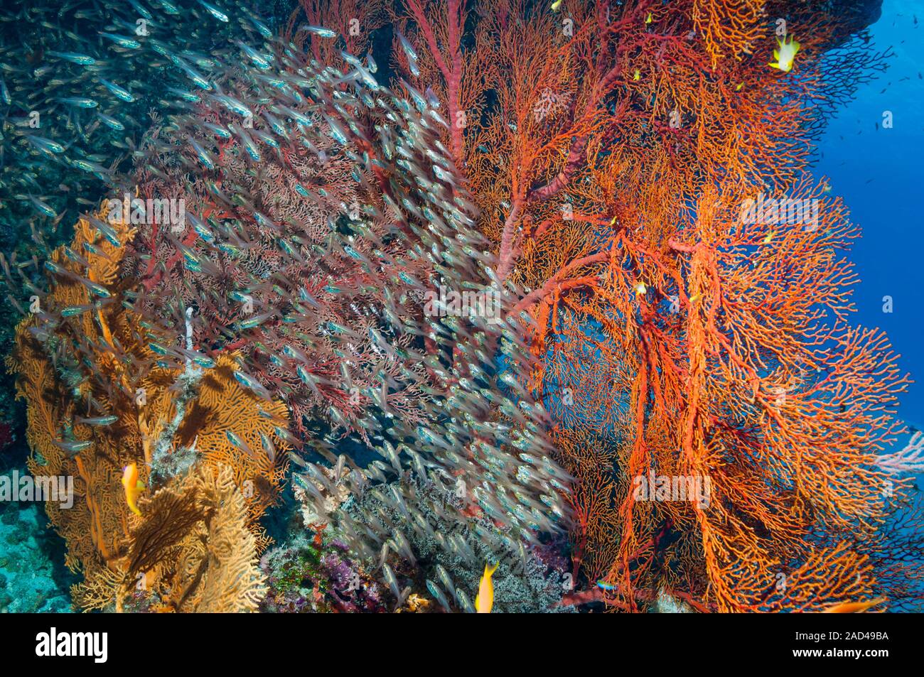 Pygmy sweepers (Parapriacanthus ransonneti) schooling next to Melithaea ...