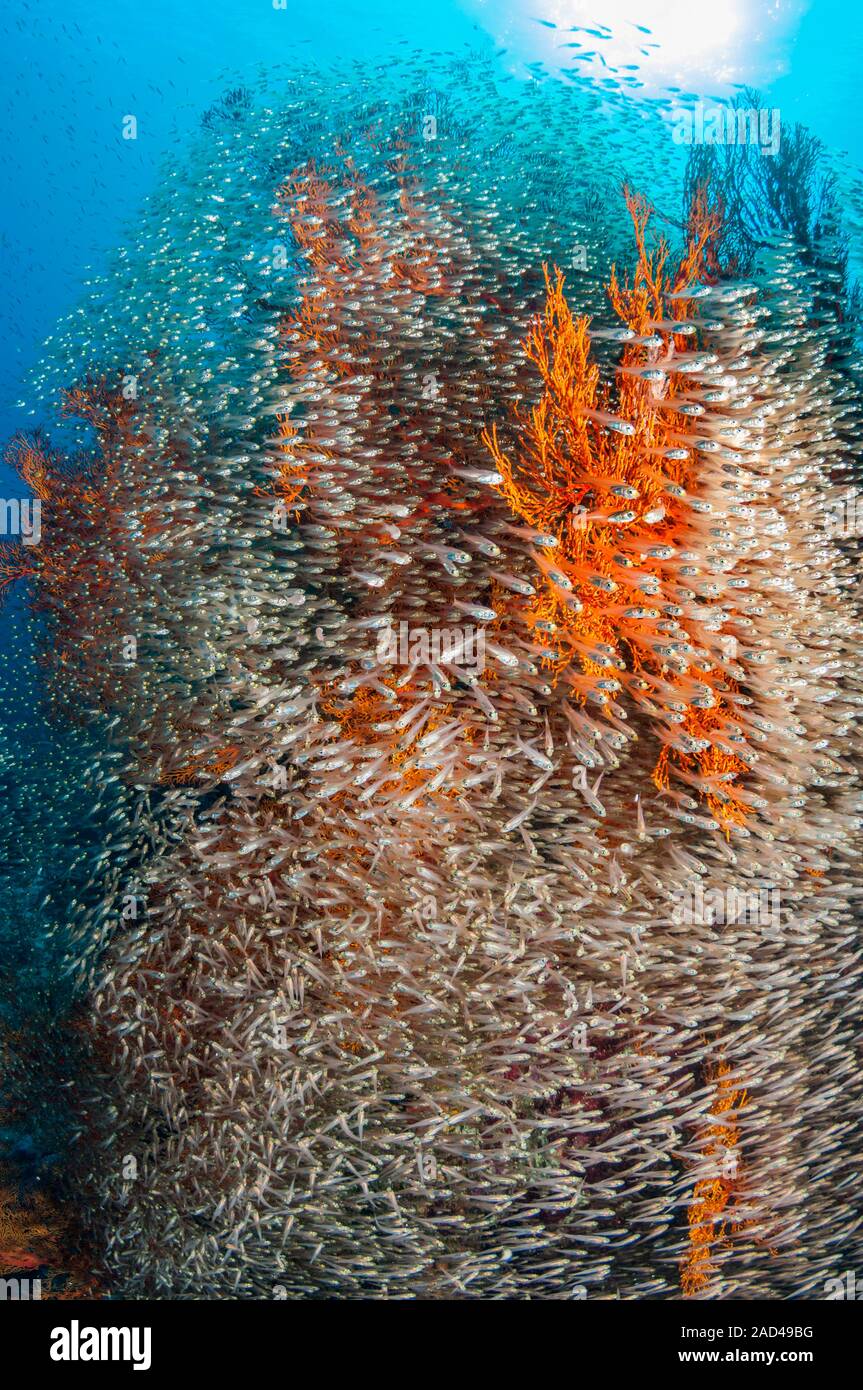 Pygmy sweepers (Parapriacanthus ransonneti) schooling next to gorgonian ...