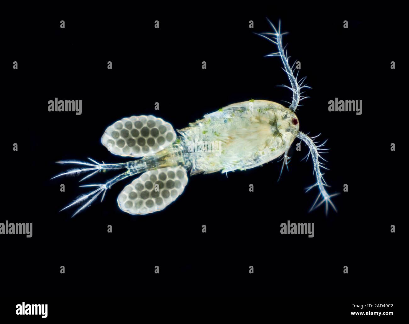 Cyclops sp. freshwater copepod with two egg sacks at the anterior end ...