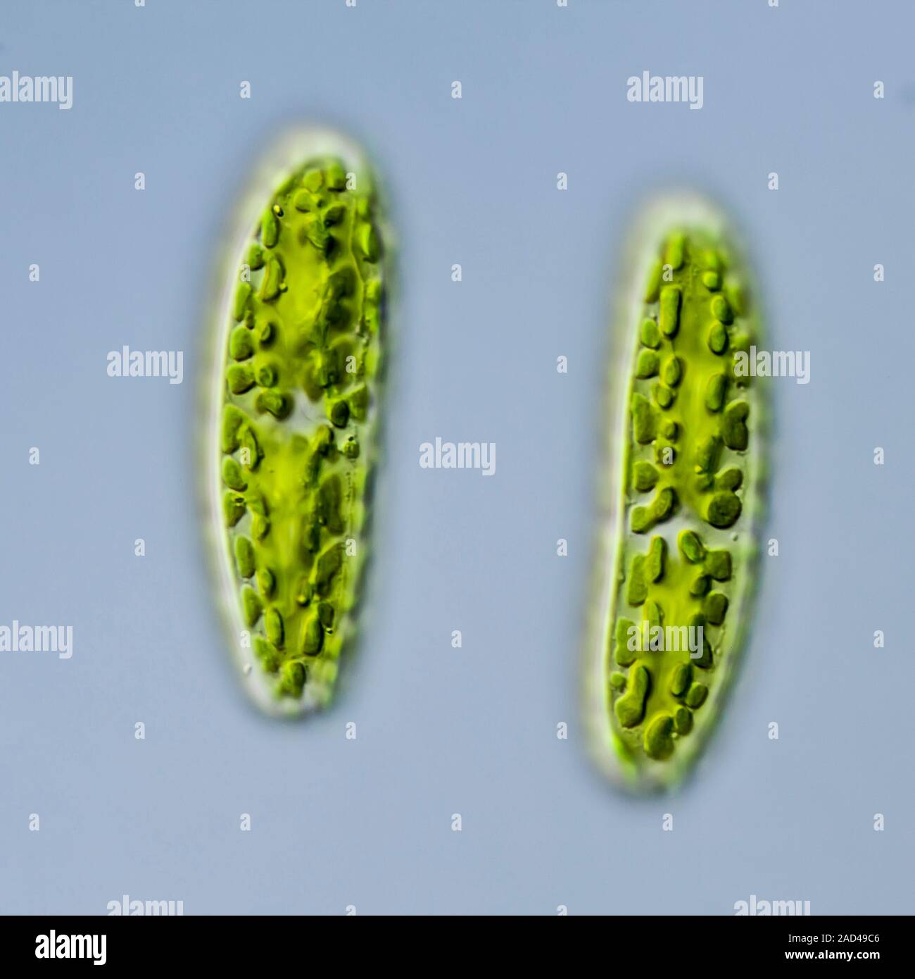 Netrium oblongum (Gr. netrion, small spindle) zygnematalean green alga ...