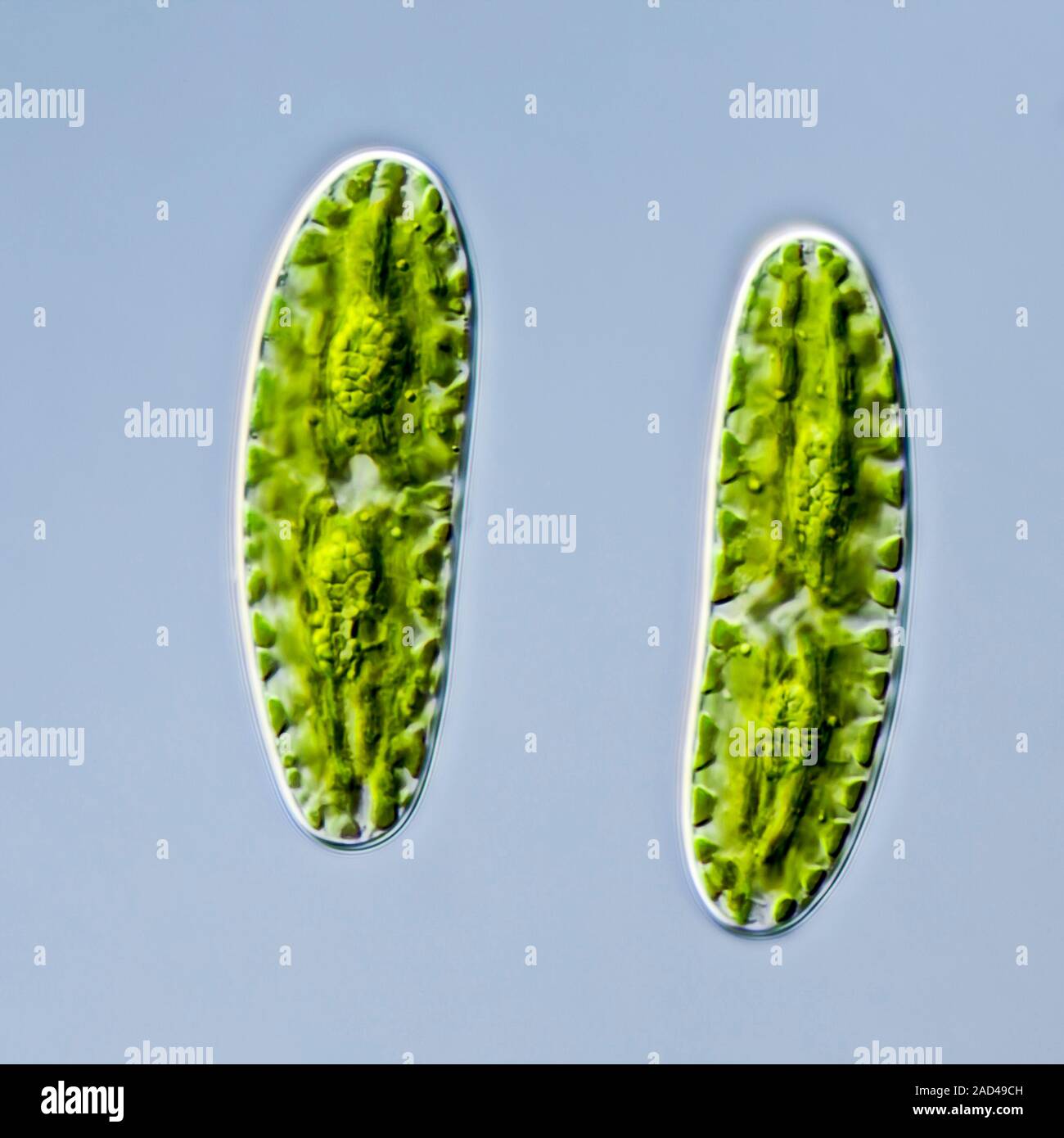 Netrium oblongum (Gr. netrion, small spindle) zygnematalean green alga ...