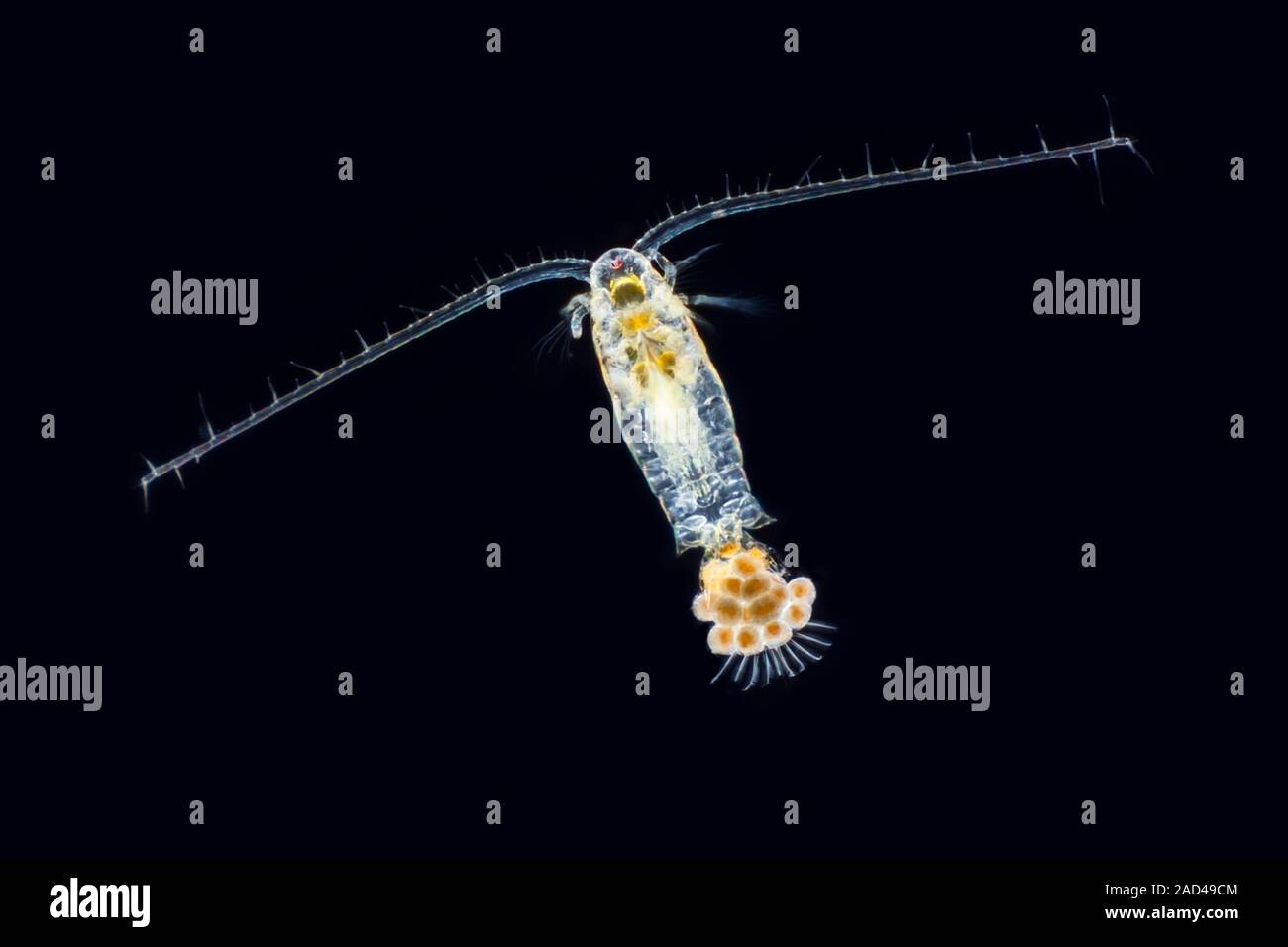 Eudiaptomus sp. freshwater copepod with eggs at the anterior end of the ...