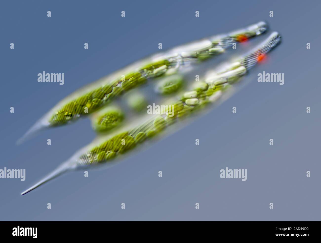 Lepocinclis acus euglenoid protists and (3) Chlamydomonas sp. green ...