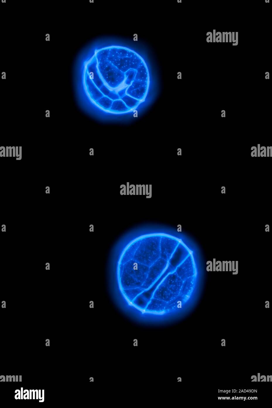 Peridinium sp. (Gr. peridineo to whirl around) freshwater ...