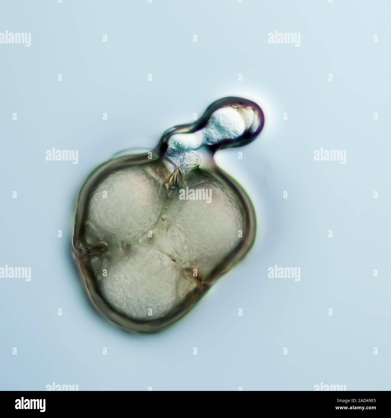 Pollen grain germination on growing medium agar surface. Pollen grain ...