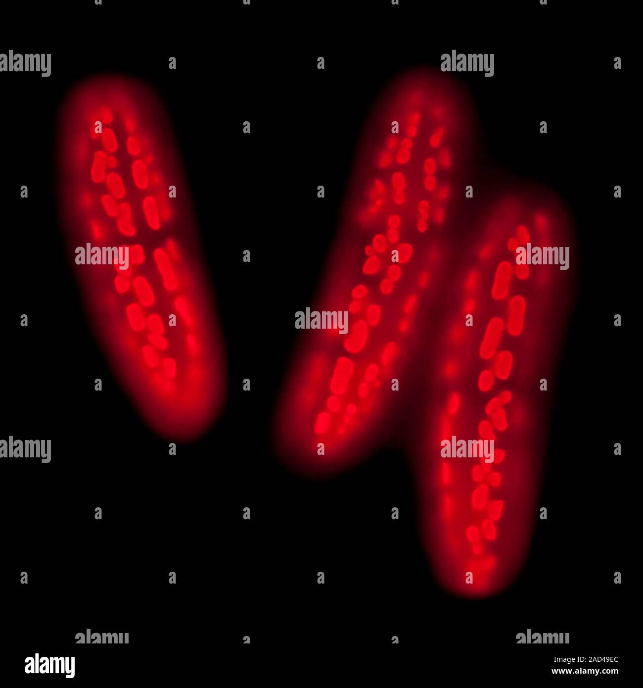 Netrium oblongum (Gr. netrion, small spindle) zygnematalean green alga ...
