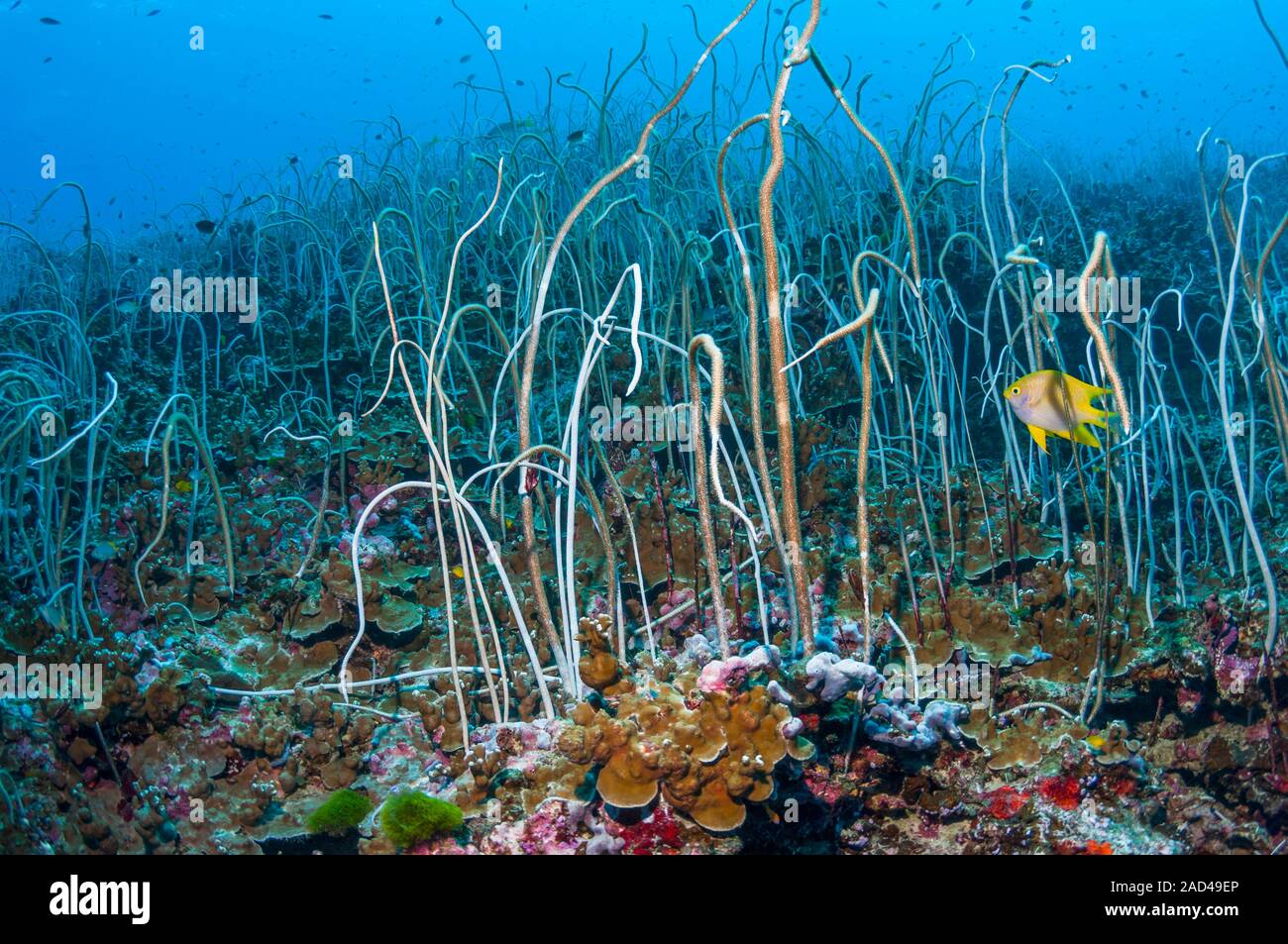 Delicate sea whips (Junceella fragilis) forest with a golden damselfish ...