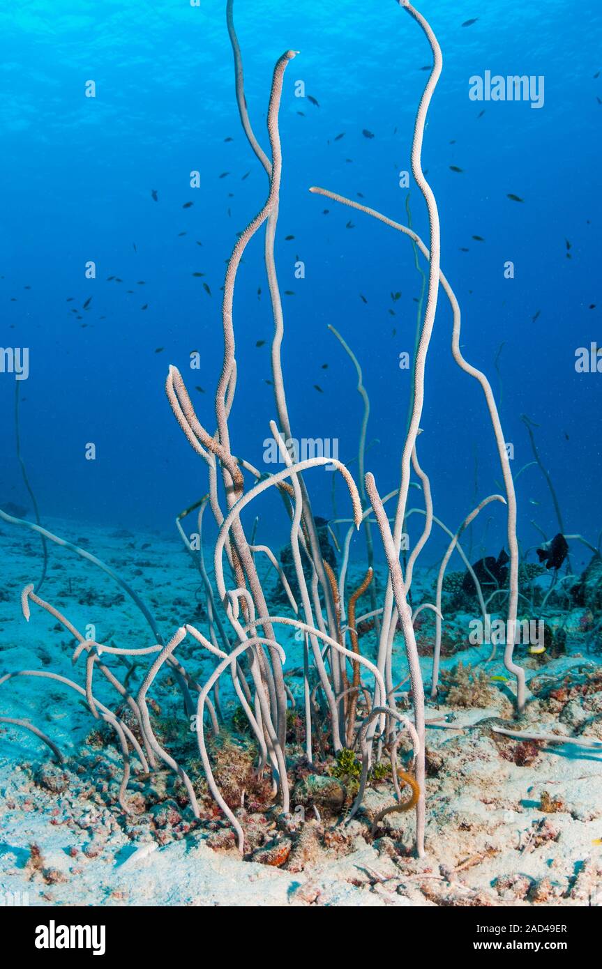 Delicate sea whips (Junceella fragilis) growing on the seabed ...