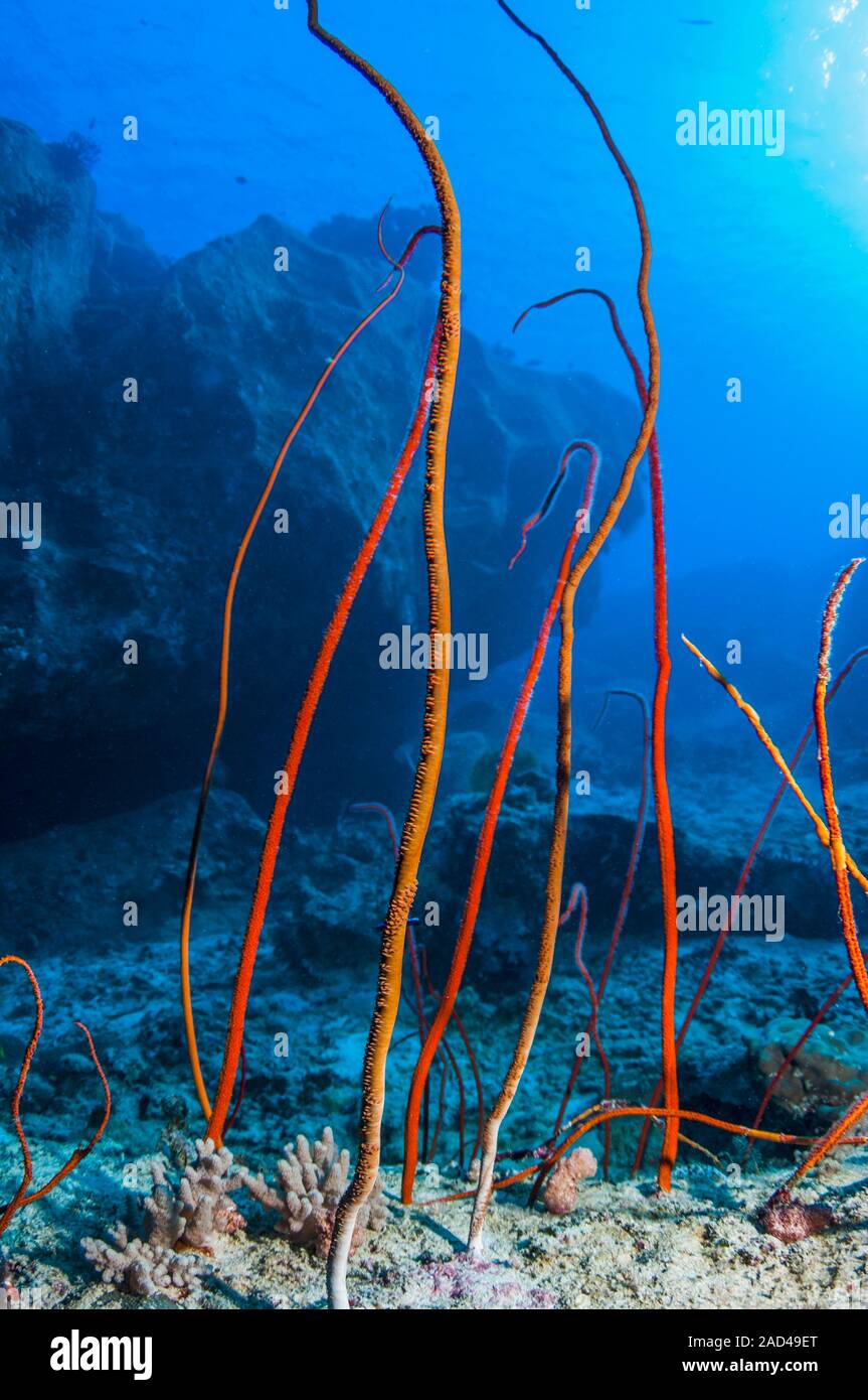 Red sea whips (Junceella juncea) growing on a granite boulder ...