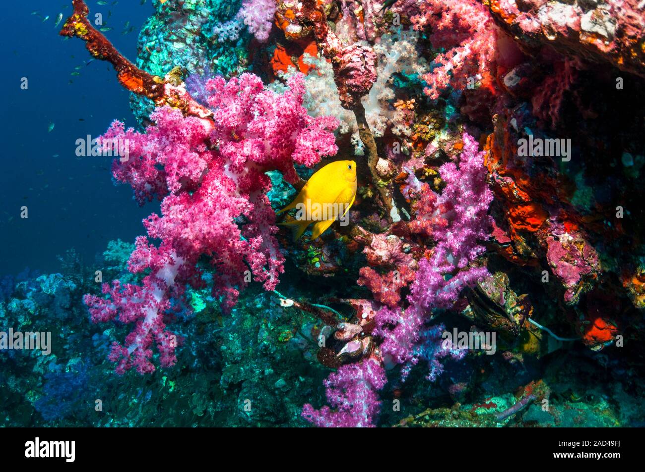 Golden damselfish (Amblyglyphidodon aureus) with Dendronephthya soft ...