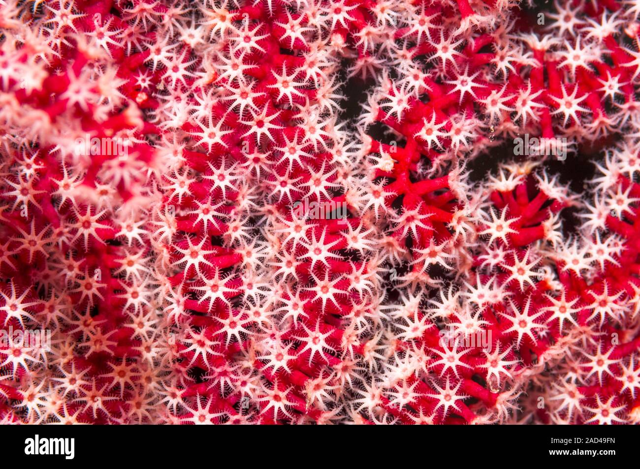 Acanthogorgia sea fan, close-up. Sea fans are also known as gorgonians ...