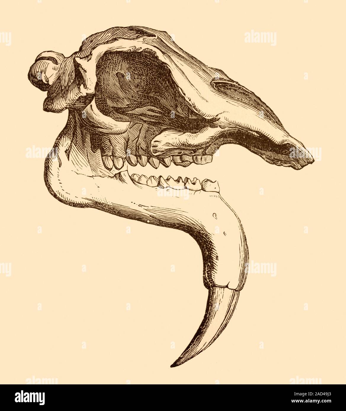 19th century drawing of the skull of a Deinotherium (terrible beast ...