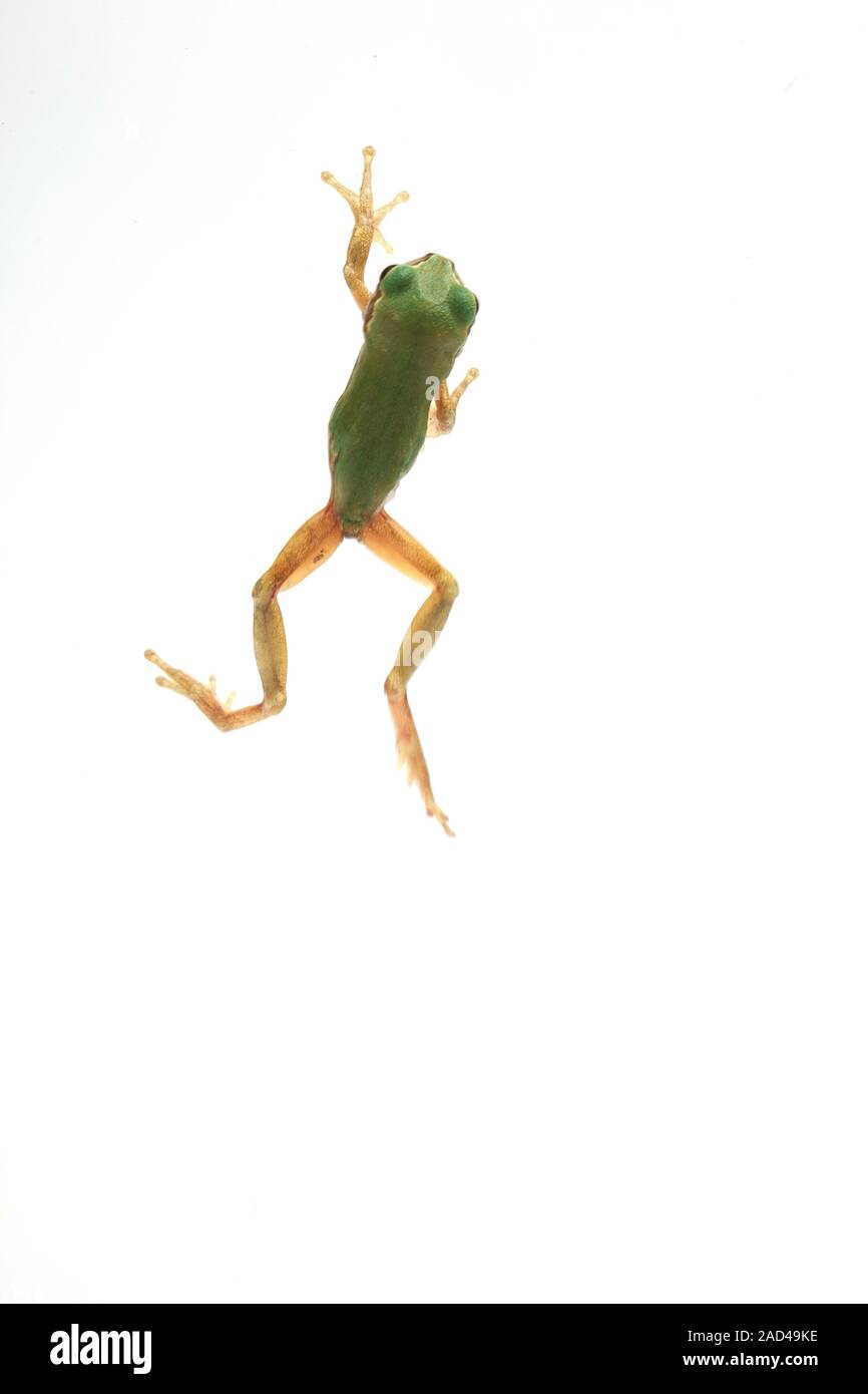 Climbing of green frog Stock Photo - Alamy