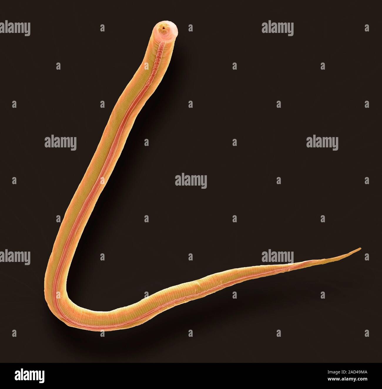 Caenorhabditis elegans worm, coloured scanning electron micrograph (SEM). C. elegans is a soil ...