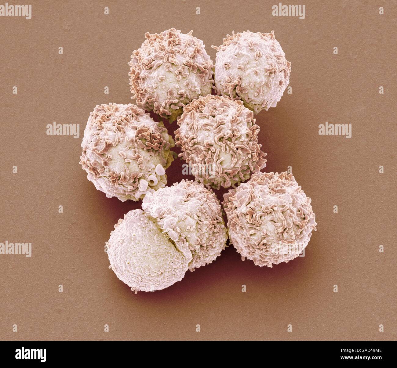 White blood cells (WBCs), Coloured scanning electron micrograph (SEM ...
