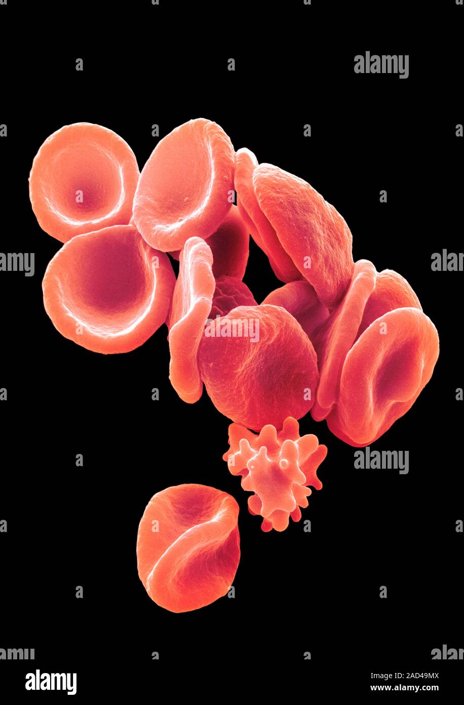 Red blood cells. Coloured scanning electron micrograph (SEM) of red ...