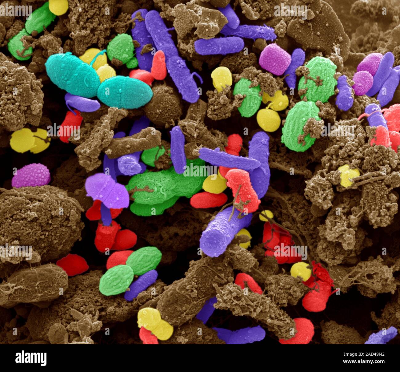 Faecal Bacteria Scanning Electron Micrograph Sem Of Various Bacteria Found In A Sample Of