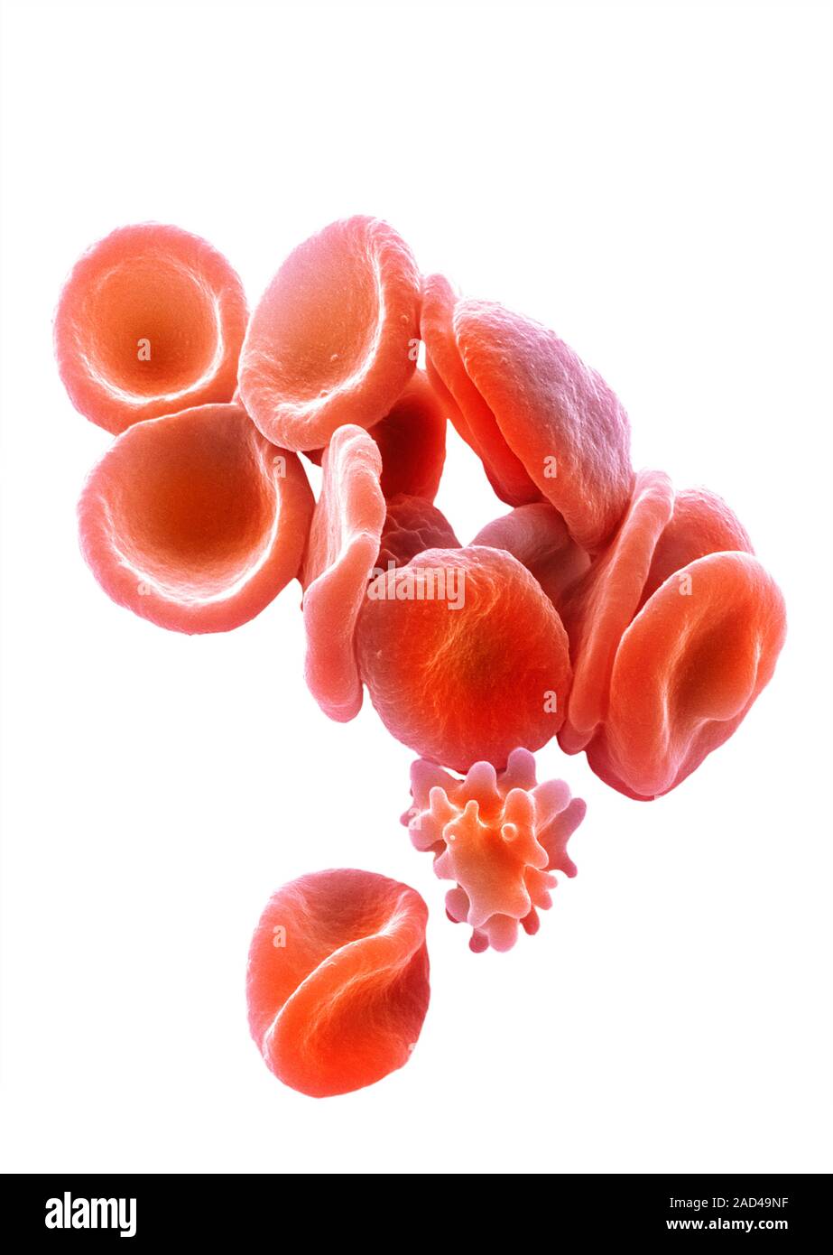Red blood cells. Coloured scanning electron micrograph (SEM) of red ...