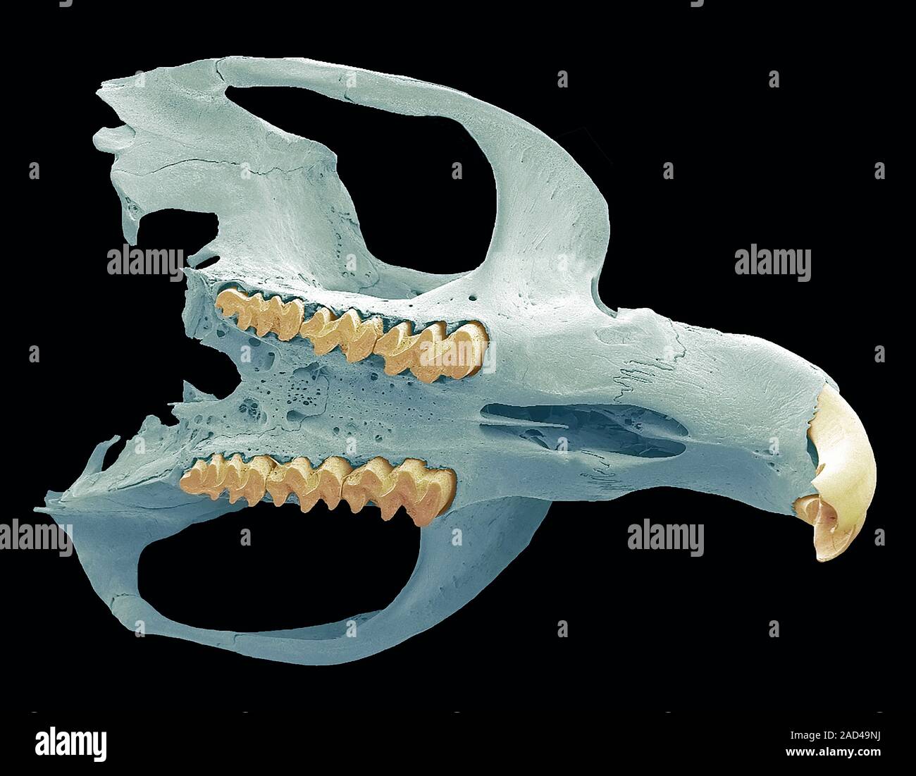 Bank vole upper skull. Coloured scanning electron micrograph (SEM) of ...