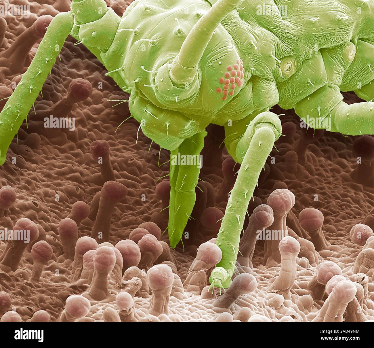 Aphid. Coloured scanning electron micrograph of an aphid, Aphis sp ...