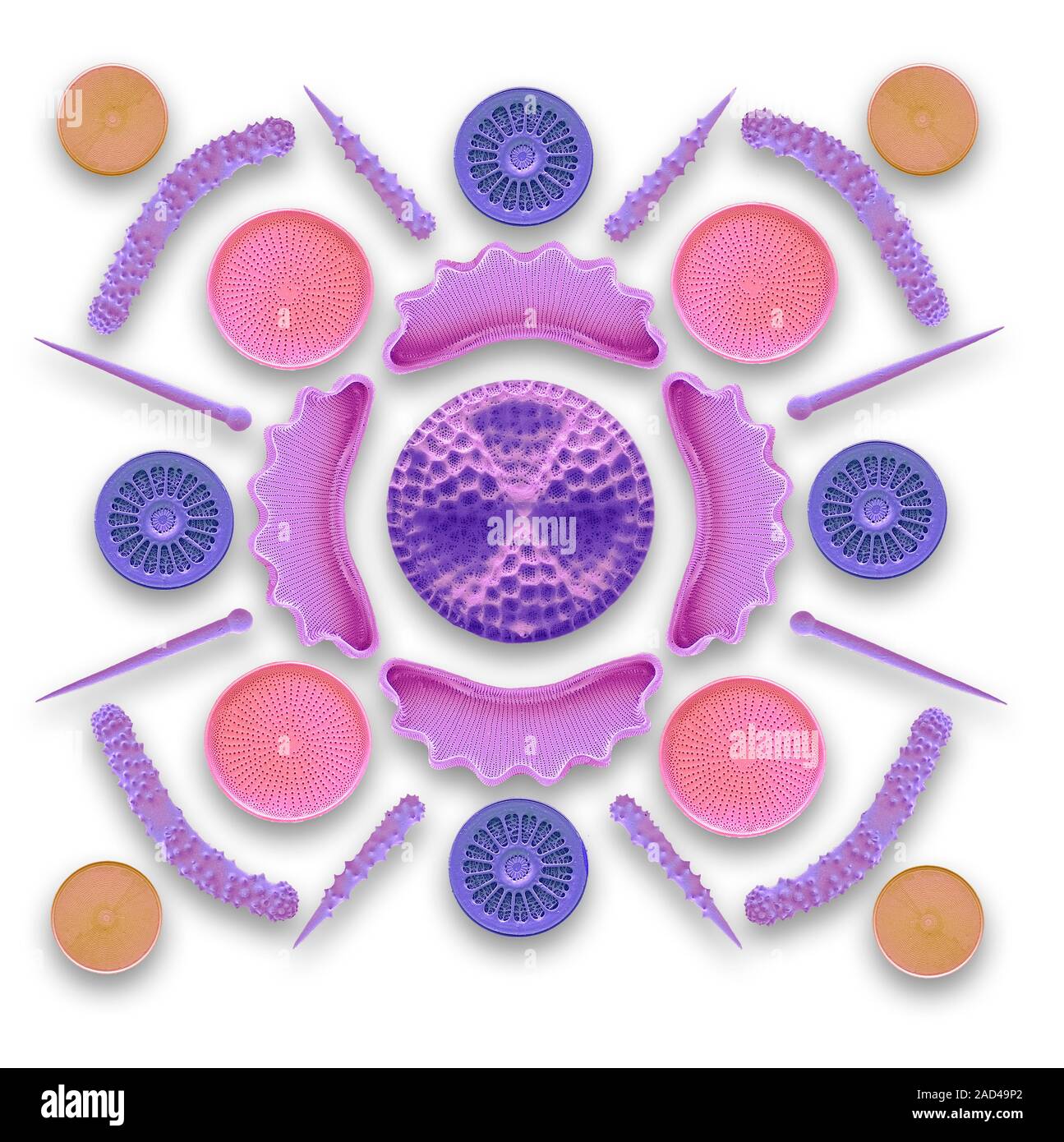 Diatoms and sponge spicules. Coloured scanning electron micrograph (SEM ...