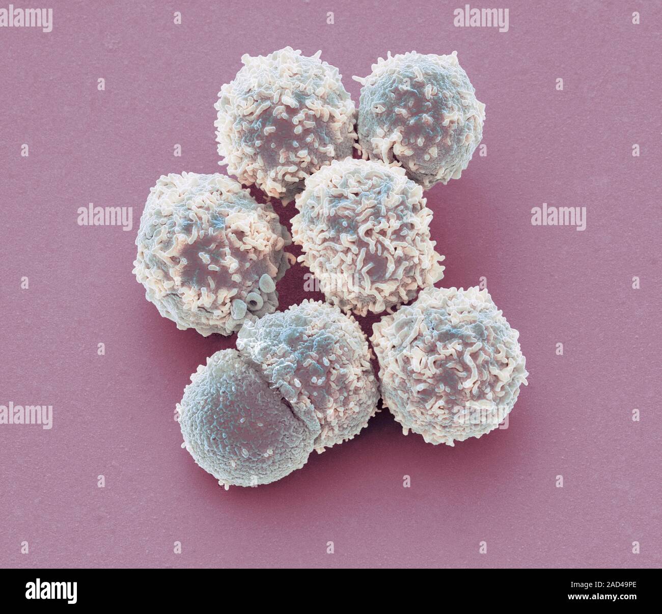 White blood cells (WBCs), Coloured scanning electron micrograph (SEM ...