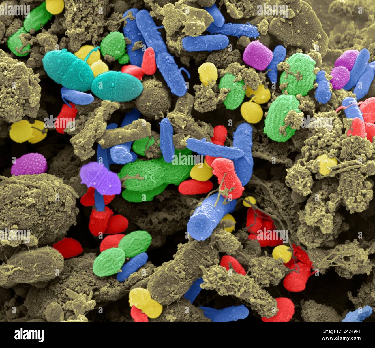 Faecal Bacteria Scanning Electron Micrograph Sem Of Various Bacteria Found In A Sample Of