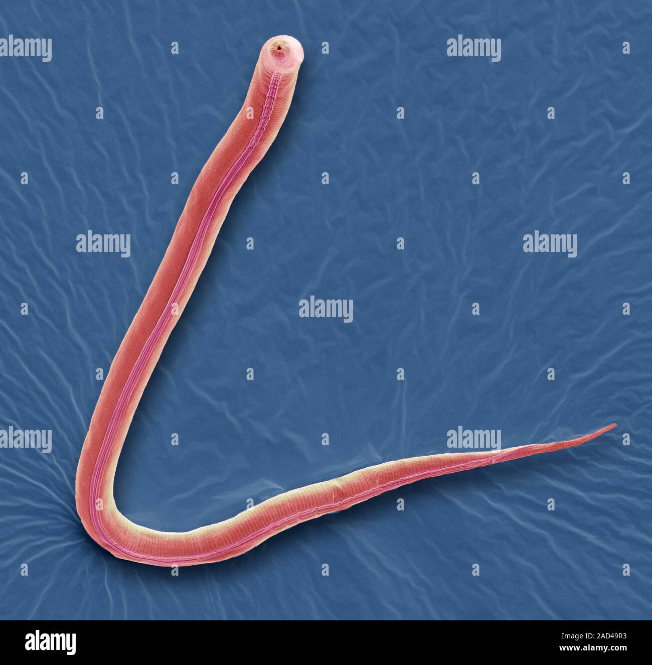 Caenorhabditis elegans worm, coloured scanning electron micrograph (SEM). C. elegans is a soil ...
