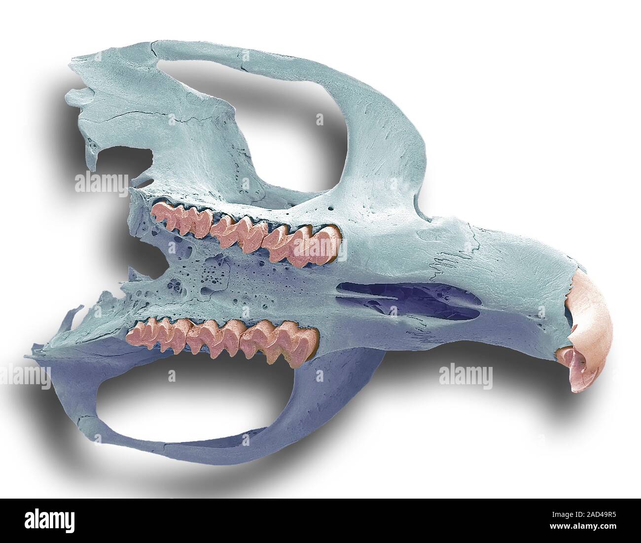 Bank vole upper skull. Coloured scanning electron micrograph (SEM) of ...