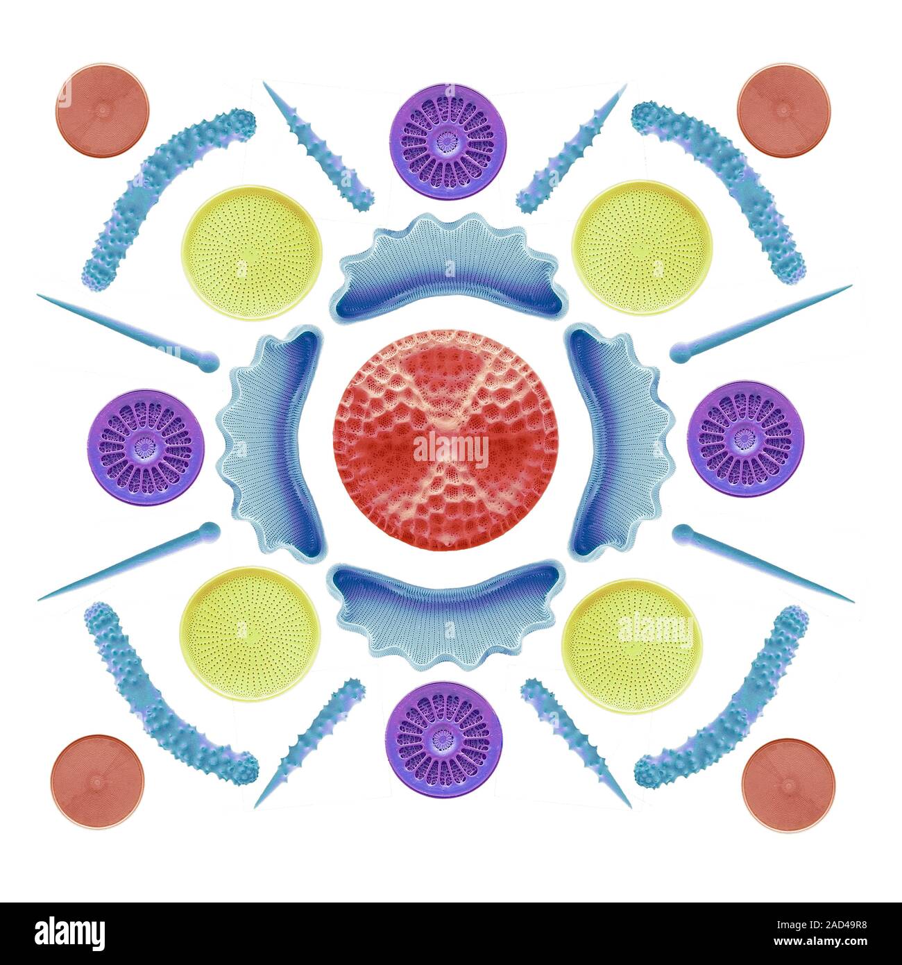 Diatoms and sponge spicules. Coloured scanning electron micrograph (SEM ...