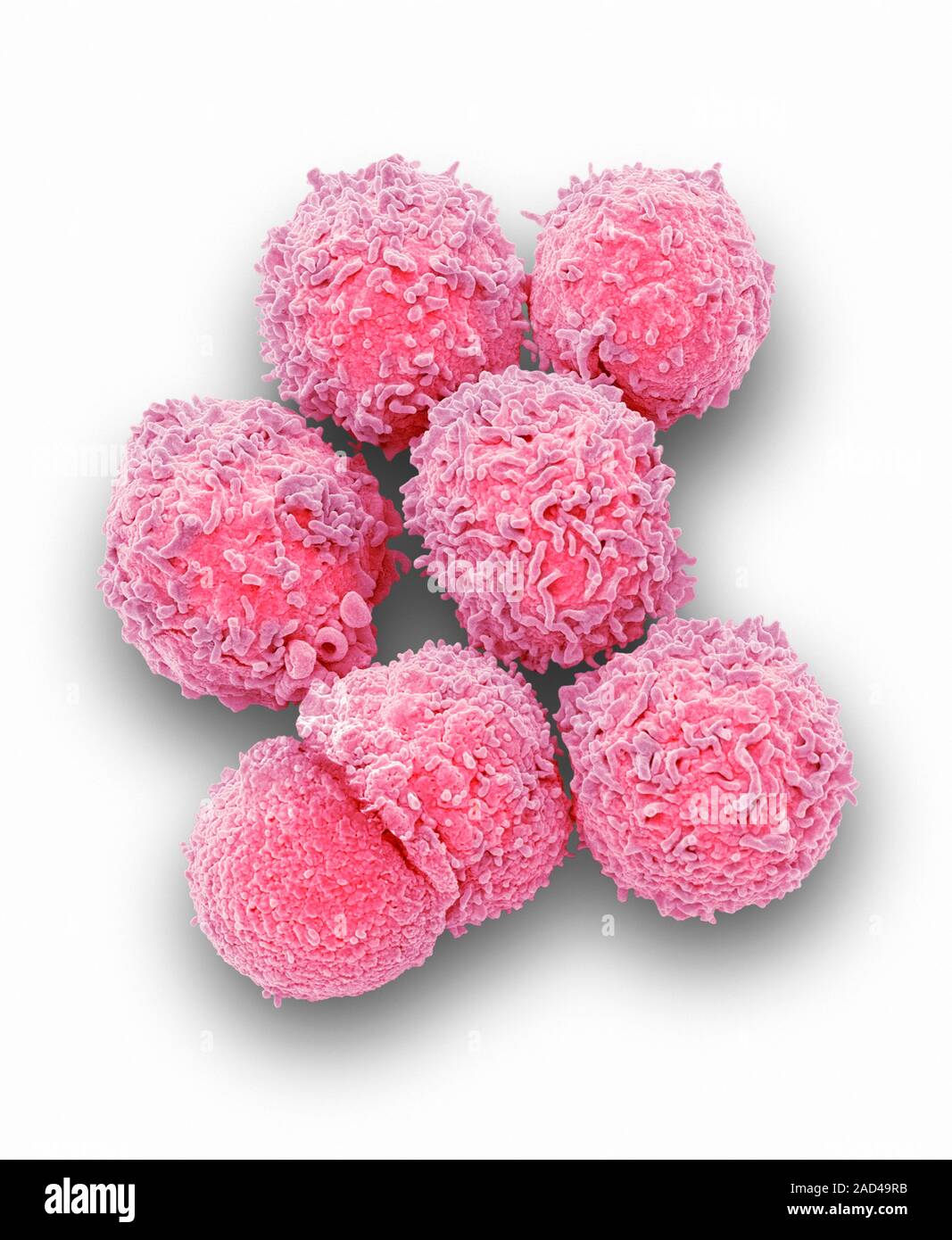 White blood cells (WBCs), Coloured scanning electron micrograph (SEM ...