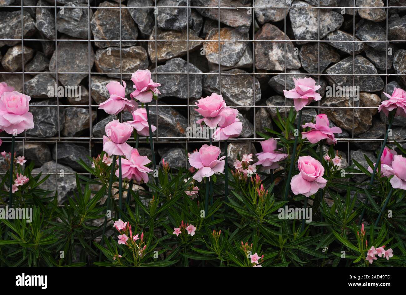Pink flowers with a natural stone wall on a background Stock Photo - Alamy