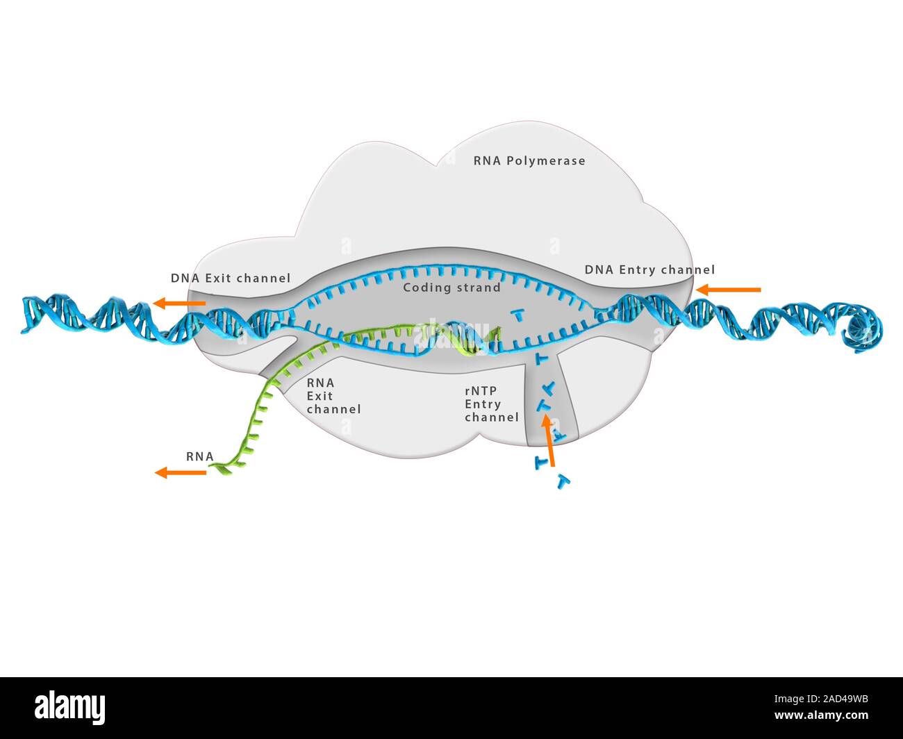 DNA transcription. Illustration of the process of transcription of ...