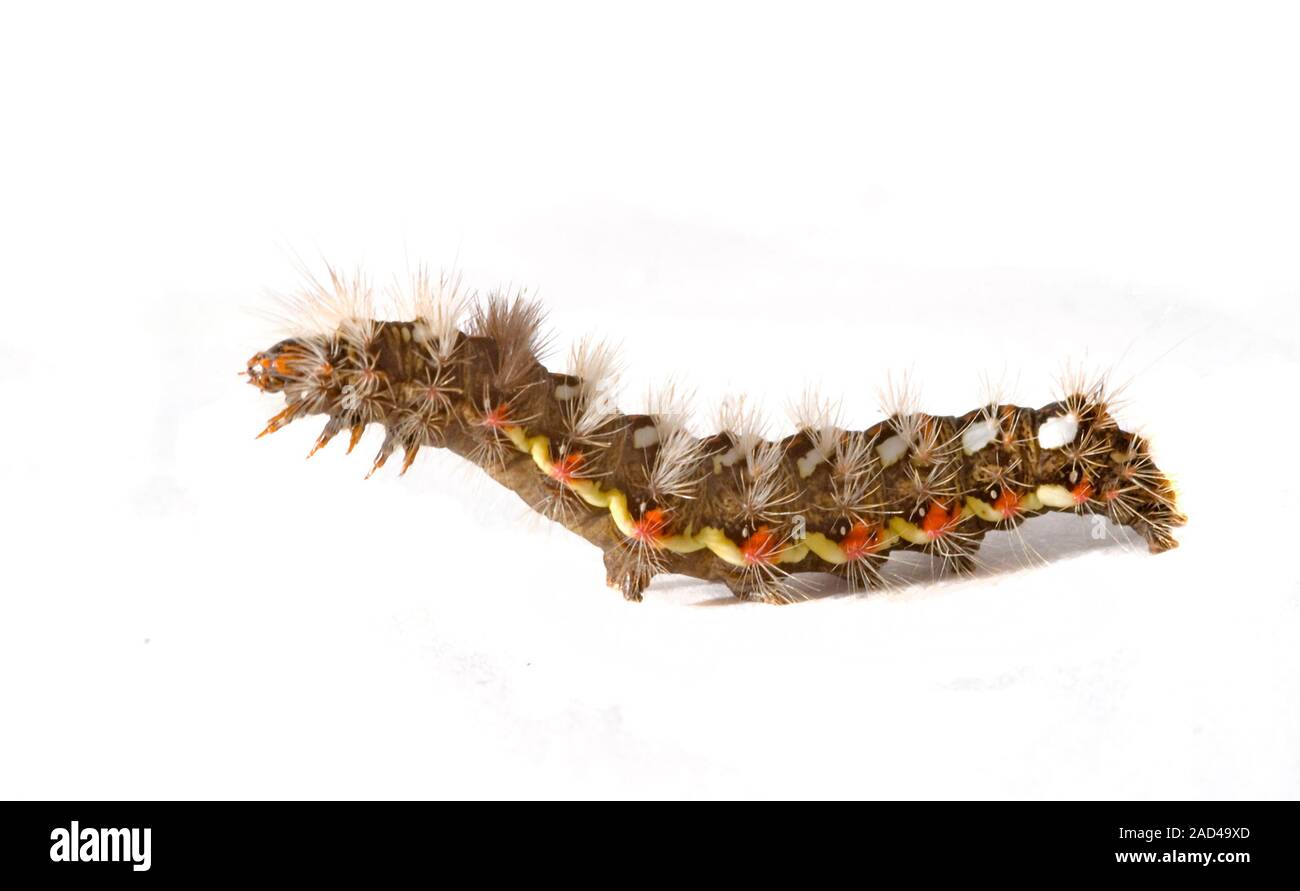 Caterpillar isolated on white background Stock Photo - Alamy