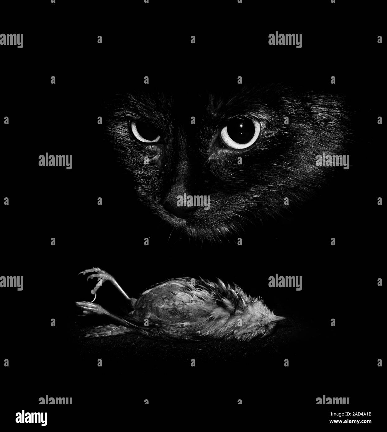 Cat with a dead wren (Troglodytes troglodytes Stock Photo - Alamy