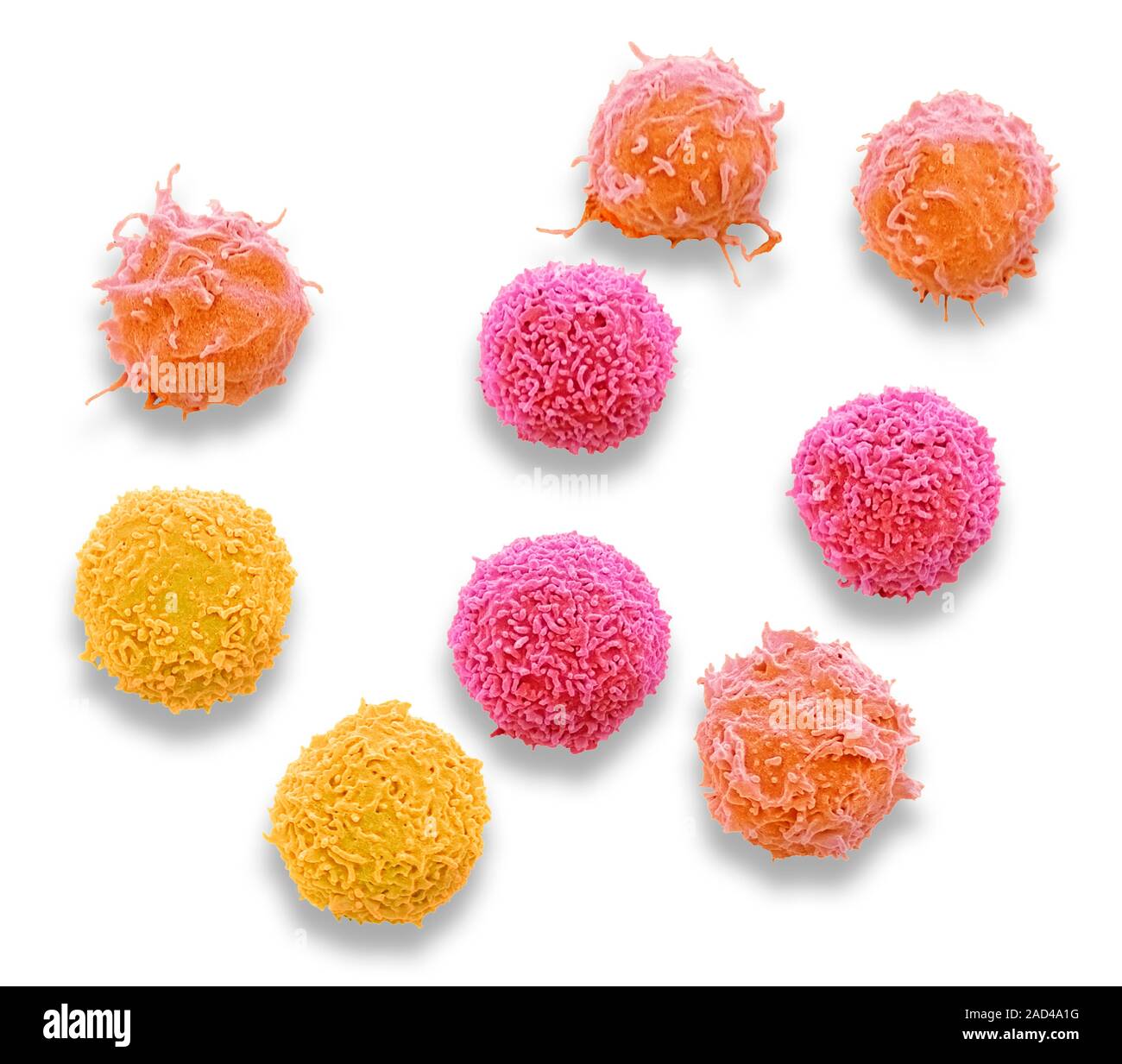White blood cells (WBCs), Coloured scanning electron micrograph (SEM ...