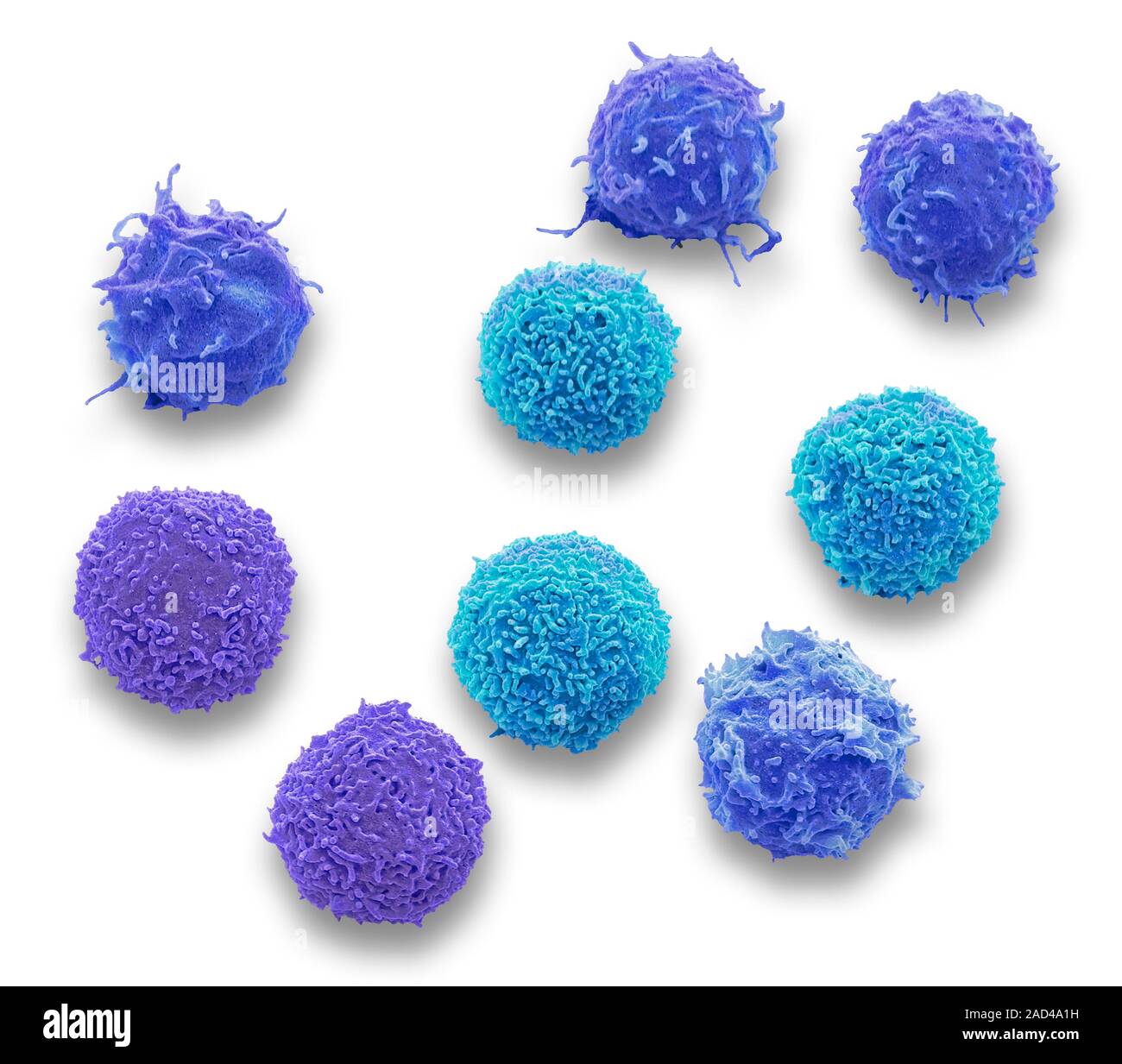 White blood cells (WBCs), Coloured scanning electron micrograph (SEM ...