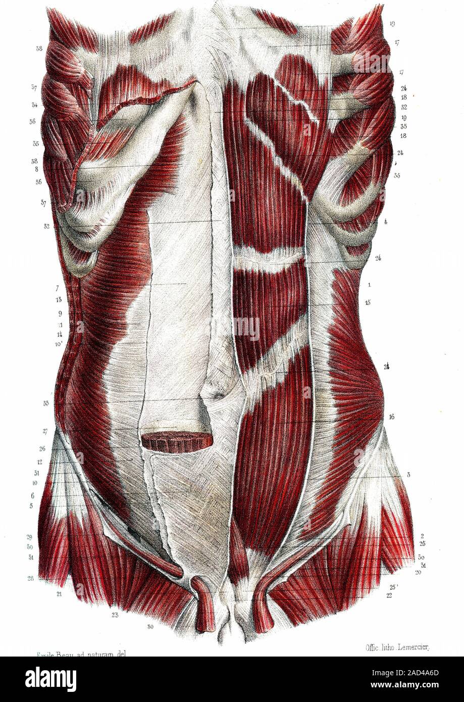 Abdominal muscles. 1866 illustration showing the structure of the ...