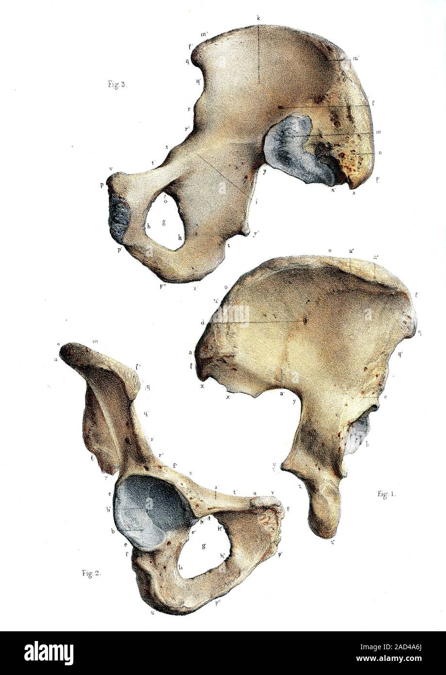 Pelvis anatomy. 1866 illustration showing the anatomy of the front and ...