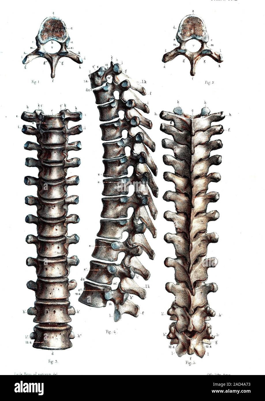 Thoracic spine anatomy. 1866 anatomical illustration of the thoracic ...